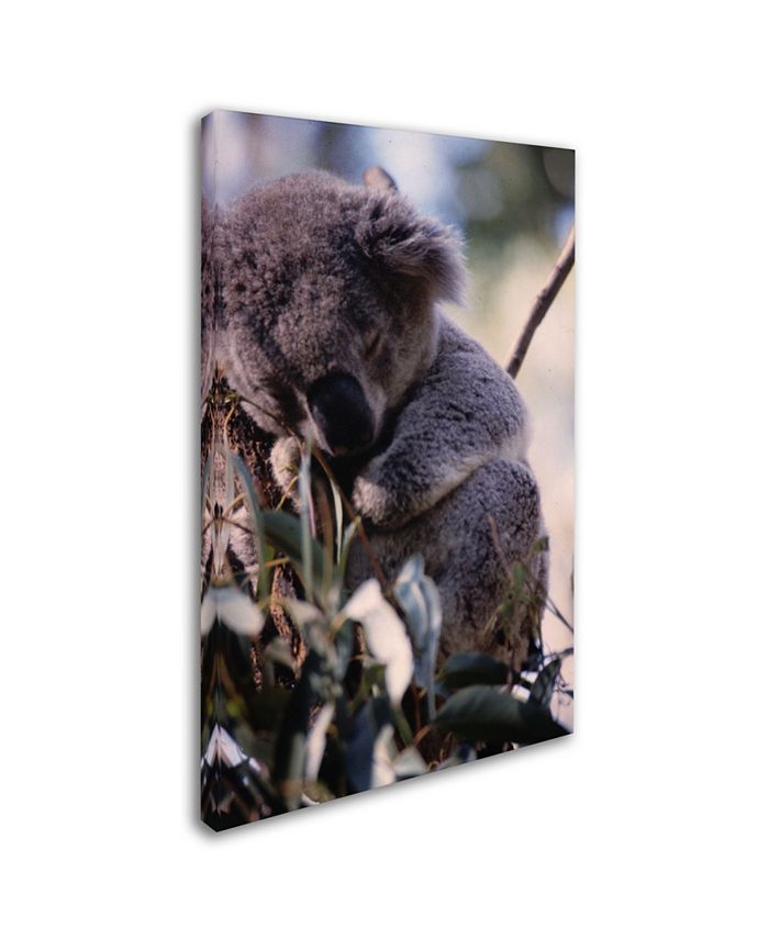 Trademark Global Robert K Jones 'Koala-z' Canvas Art - 47" x 30" x 2 ...