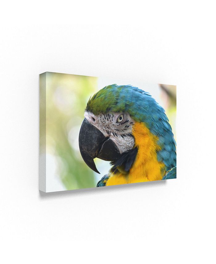 Trademark Global Robert Michaud 'Macaw Portrait' Canvas Art - 32" x 22 ...