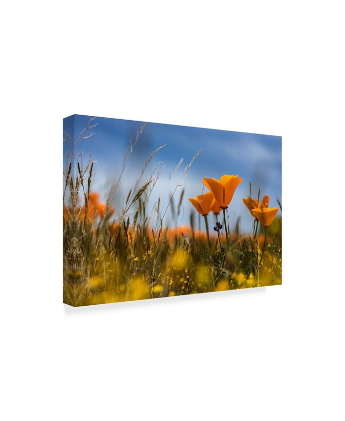 Trademark Global Janice Sullivan 'Poppy Orange' Canvas Art - 47" x 30 ...