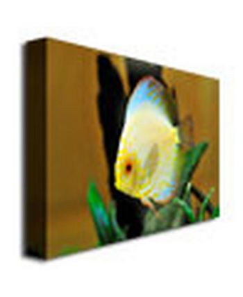 Trademark Global Kurt Shaffer 'Tropical Fish' Canvas Art - 32" x 22 ...