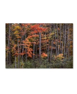 Jason Shaffer 'Autumn Tree Line' Canvas Art - 19" x 12" - Macy's