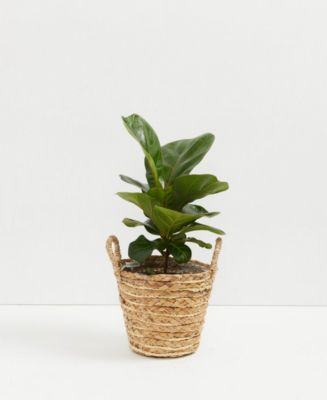 Lively Root Fiddle Leaf Fig Live Plant, 6" Basket - Macy's