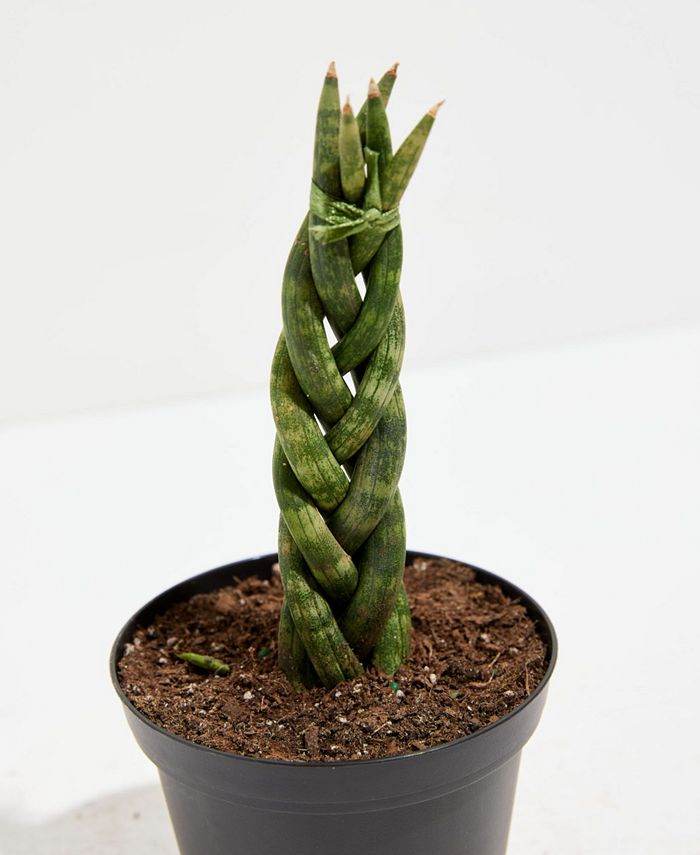 Lively Root Sansevieria Cylindrica Braid 'Dracaena Angolensis' Live ...