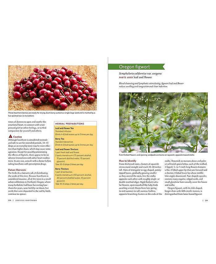 Barnes & Noble Pacific Northwest Medicinal Plants: Identify, Harvest ...