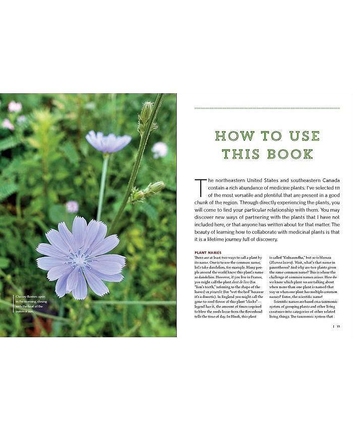 Barnes & Noble Northeast Medicinal Plants: Identify, Harvest, and Use 111 Wild Herbs for Health ...