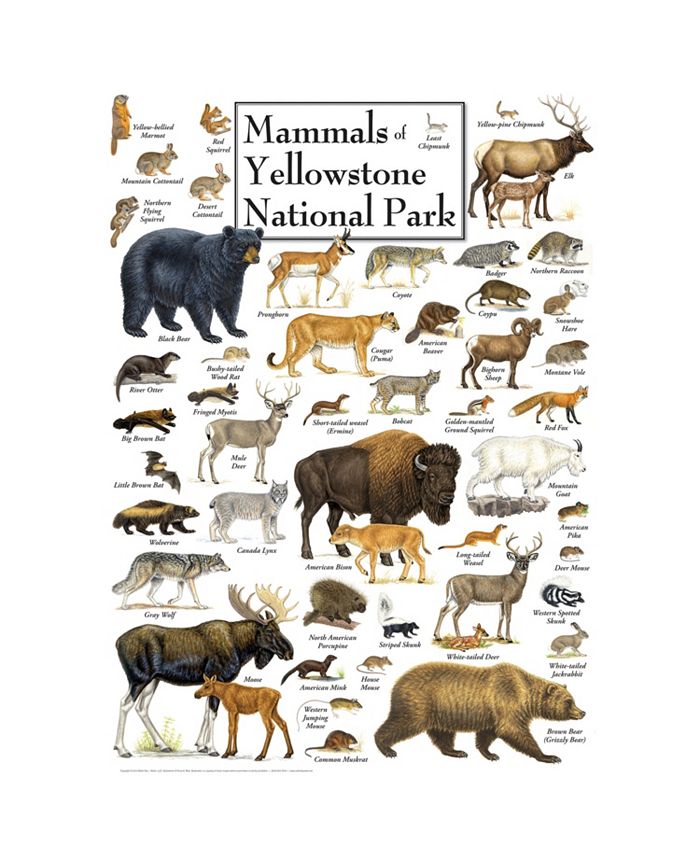 Masterpieces Mammals of Yellowstone National Park 1000 Piece Puzzle ...
