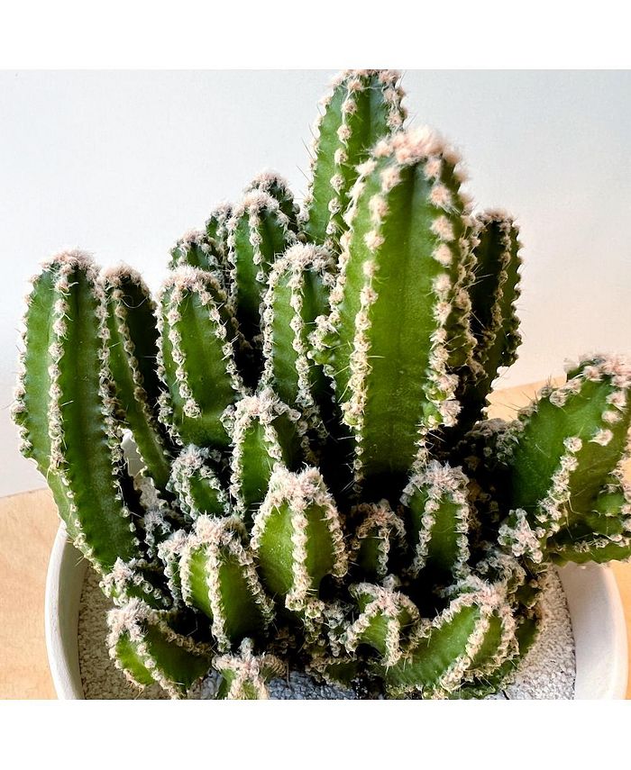 Tierra Sol Studio Lorenzo Cactus Kit - Anza - Macy's