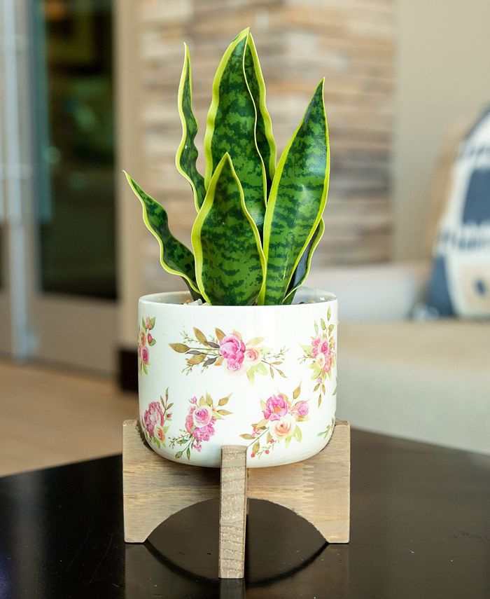 Flora Bunda 12" Snake Plant in Ceramic on Stand - Macy's