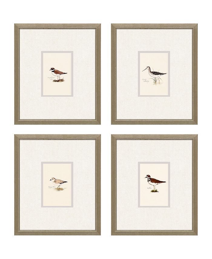 Paragon Picture Gallery Shorebirds Framed Art, Set of 4 - Macy's