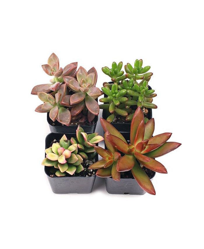 Mountain Crest Gardens Sunset Succulent Set of 4 Types - 2in Pots w/ ID ...