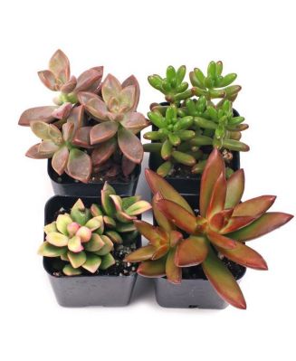 Sunset Succulent Set of 4 Types - 2in Pots w/ ID - Macy's