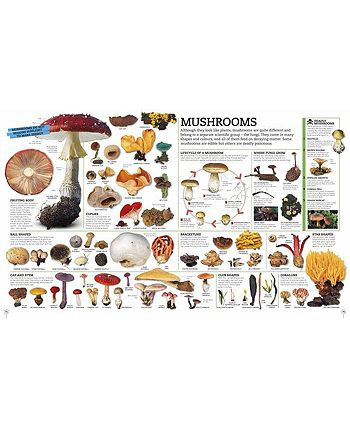 Barnes & Noble Picturepedia, Second Edition- An Encyclopedia on Every ...