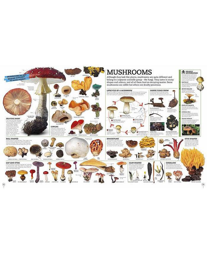 Barnes & Noble Picturepedia, Second Edition- An Encyclopedia on Every ...