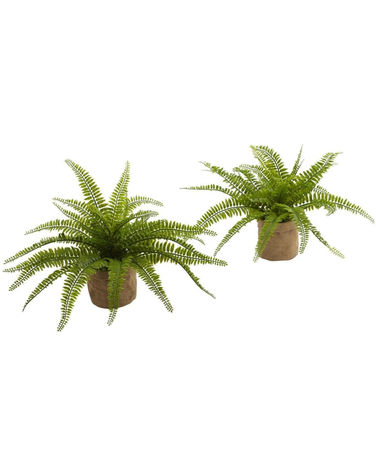 Click here for Slickblue Set of 2 Boston Ferns in Burlap Planters... prices