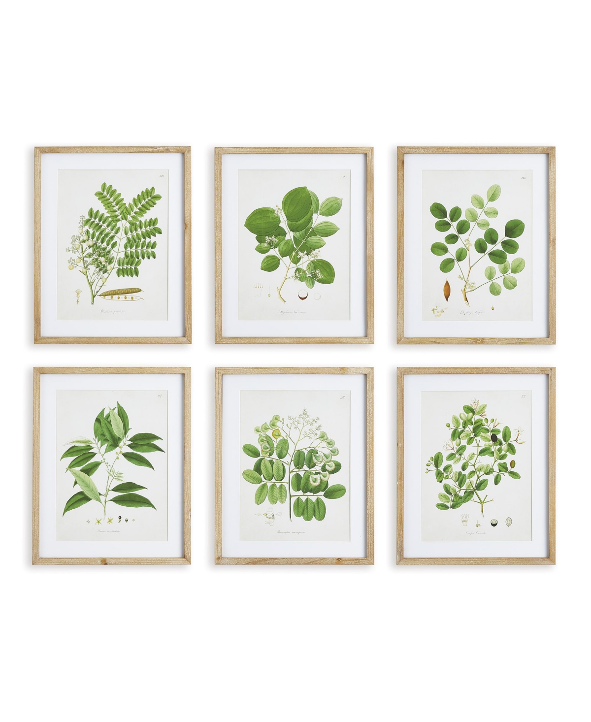 Click here for Tree Leaf Study  Set Of 6 - Green prices