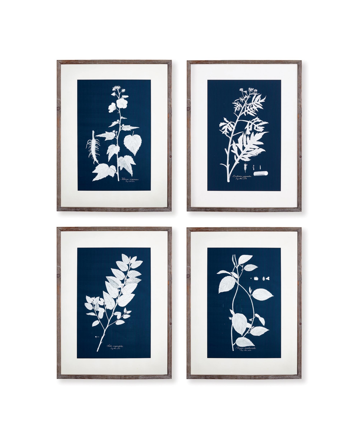 Click here for Cyano Botanical Leaf Study Set of 4 - Blue prices