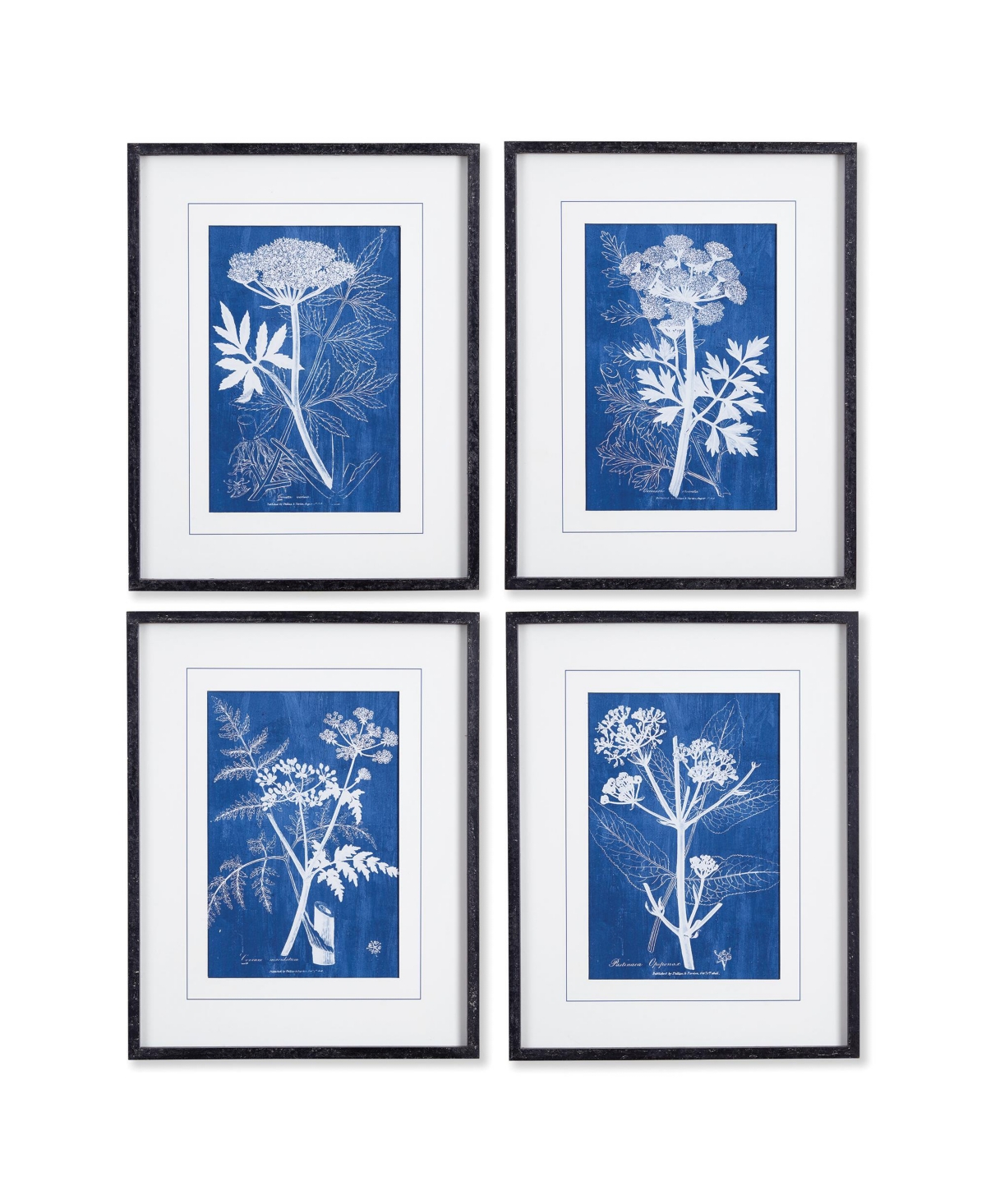 Click here for Cyanotype Queen Annes Lace Prints Set of 4 - Blue prices
