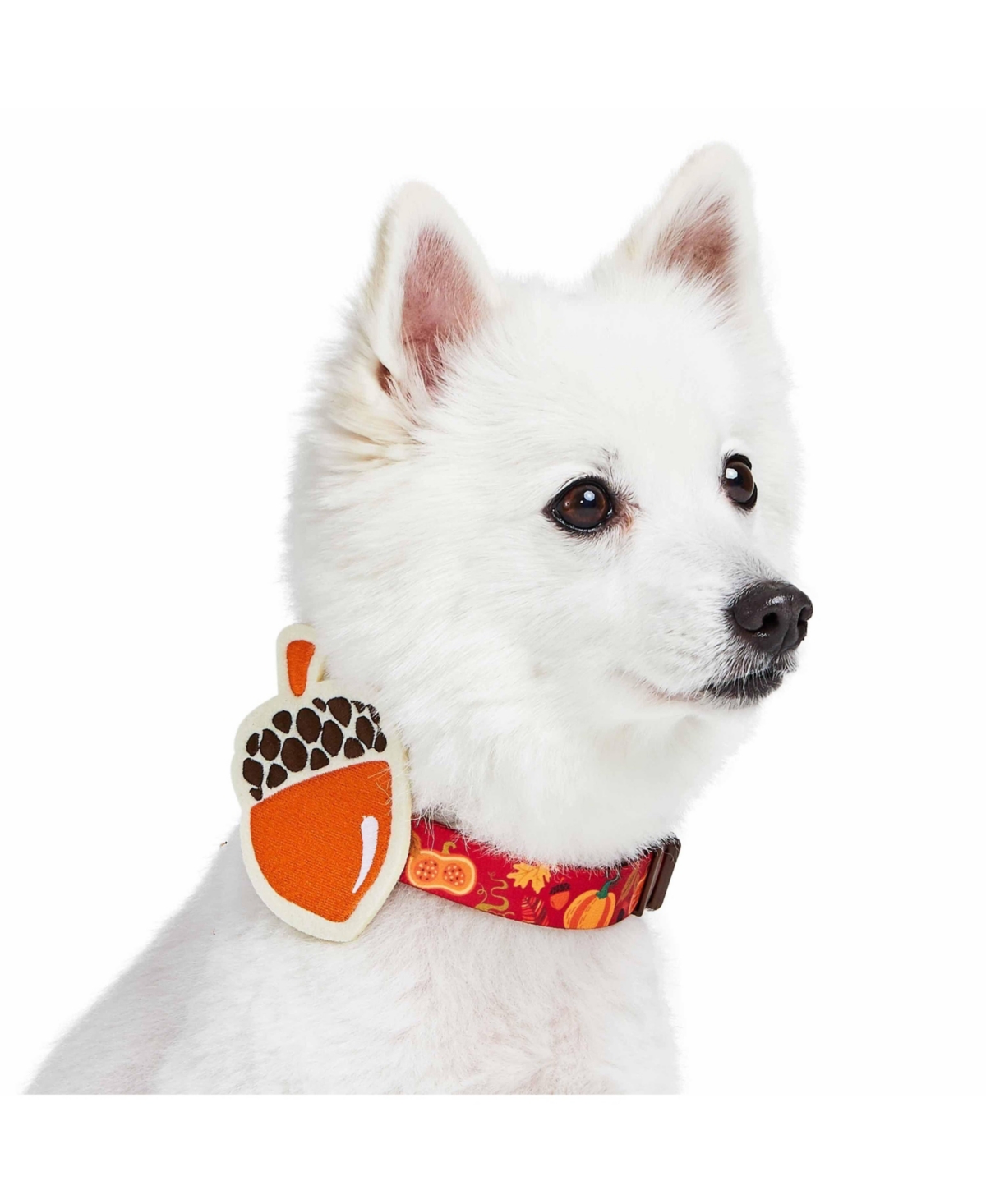 Click here for Blueberry Pet Fall Thanksgiving Dog Collar with De... prices