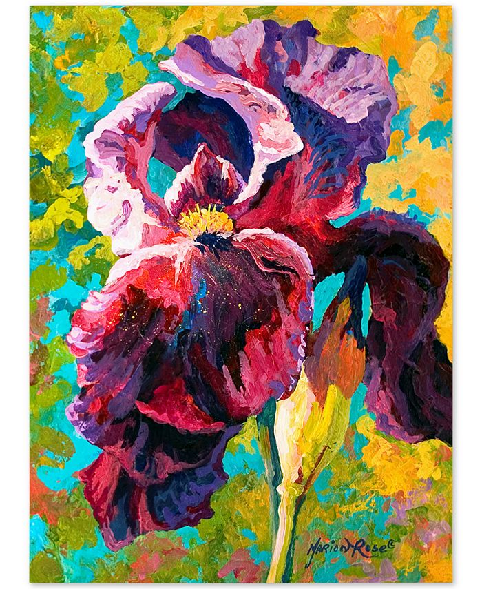 Trademark Global Marion Rose 'Iris Study I' Canvas Art - 24" x 18" x 2 ...