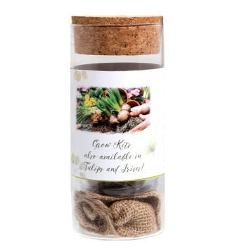 Laura Ashley Plant Winter Bulb Kit - Tulip - Macy's