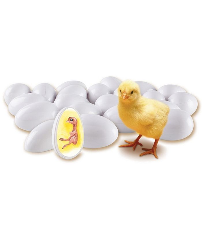 Learning Resources Chick Life Cycle Exploration Set - Macy's