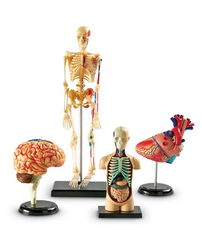 Learning Resources Anatomy Models Bundle - Macy's