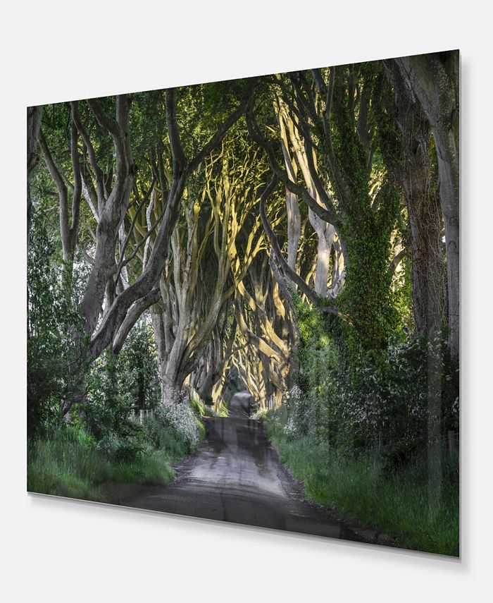 Design Art Designart 'The Dark Hedges Ireland Landscape' Photography ...