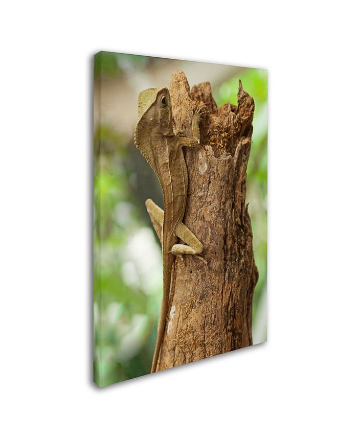 Trademark Global Robert Harding Picture Library 'Lizards 3' Canvas Art ...