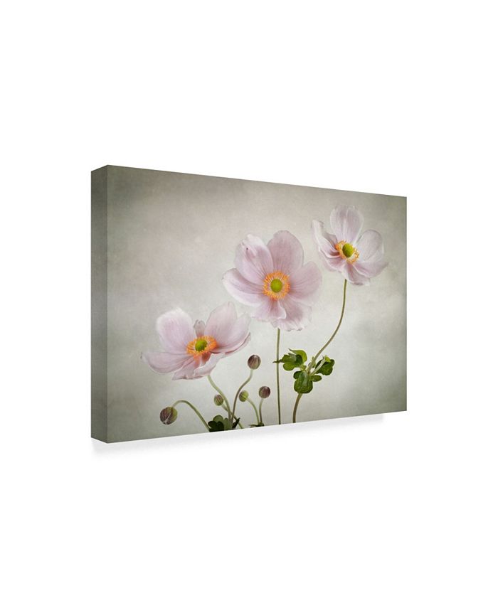 Trademark Global Mandy Disher 'The Pink Anemones' Canvas Art - 32" x 2 ...
