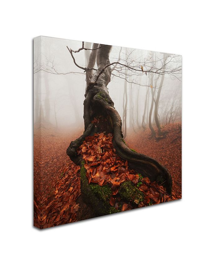 Trademark Global Martin Rak 'Ancient Tree' Canvas Art - 14" x 14" x 2 ...