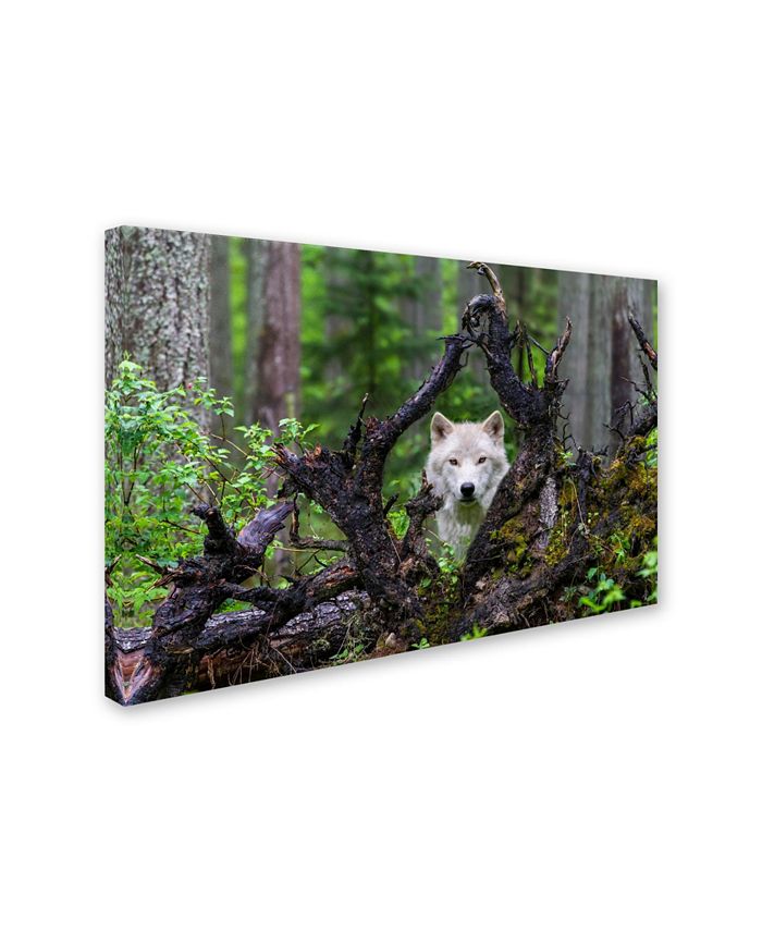 Trademark Global Mike Centioli 'Wolf' Canvas Art - 24" x 16" x 2" - Macy's