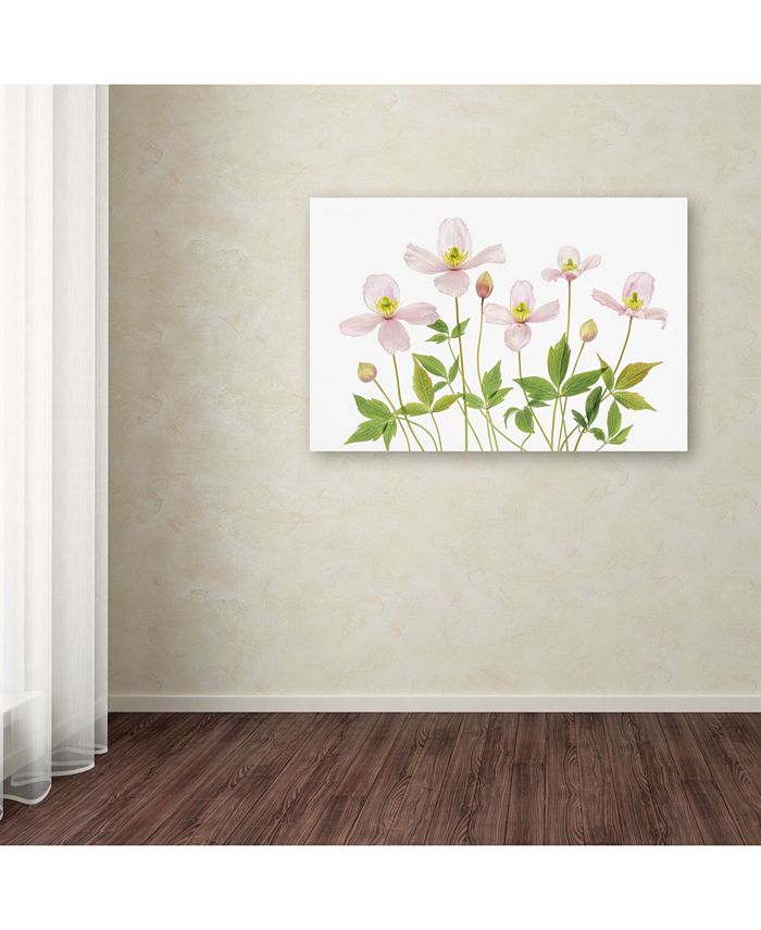 Trademark Global Mandy Disher 'Clematis' Canvas Art - 24" x 16" x 2 ...