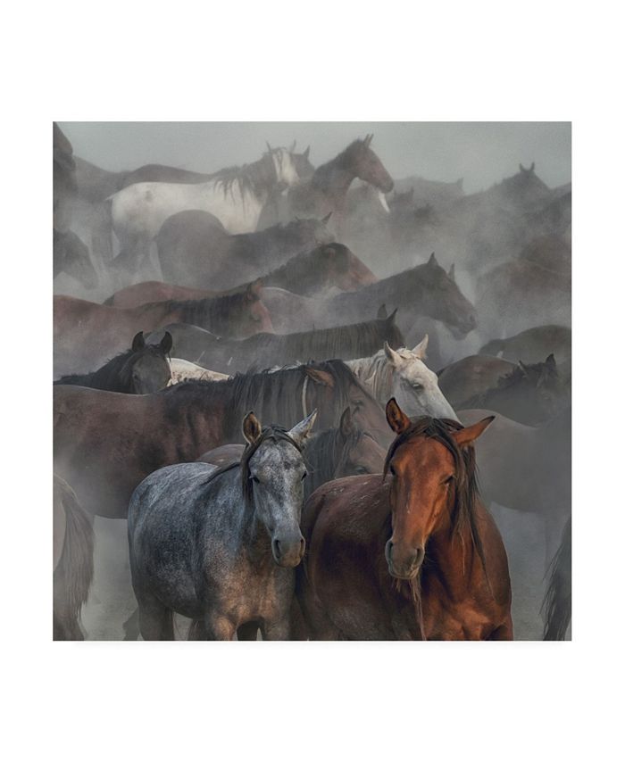 Trademark Global Huseyin Taskin Two Horses Fog Canvas Art - 15" x 20 ...
