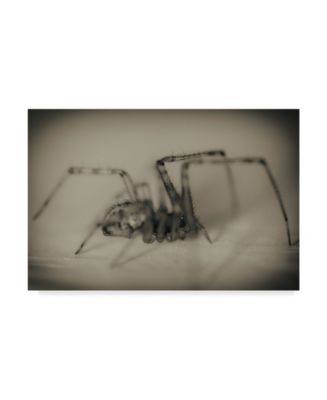 Pixie Pics Spider 2 Canvas Art - 37" x 49" - Macy's