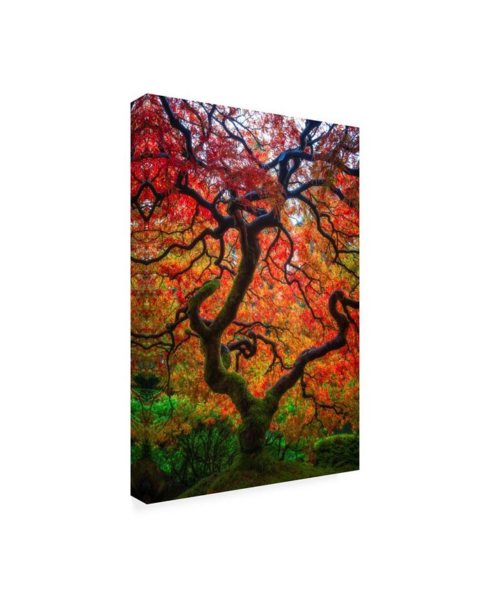 Trademark Global Darren White Photography Earthal Tree Alive Canvas Art ...