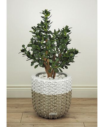 Le Present Artificial Jade Plant 23.6" - Macy's