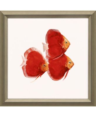 Paragon Discus Fish I Framed Wall Art, 30" x 30" - Macy's