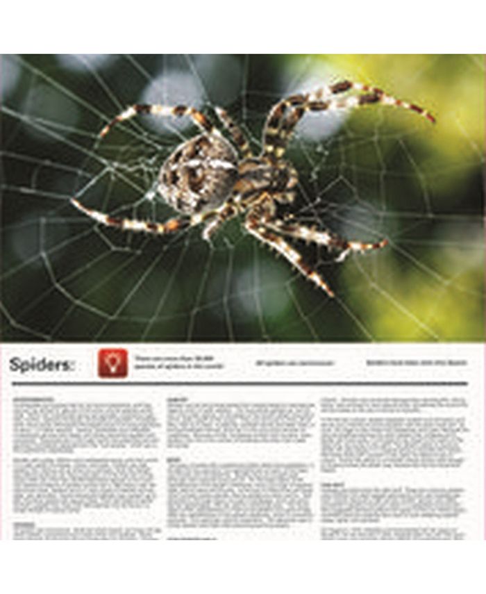 NSI Smithsonian Robo Spider - Macy's