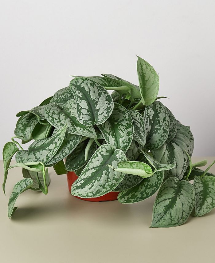 House Plant Shop Pothos 'Silver Splash' Live Plant, 6" Pot - Macy's