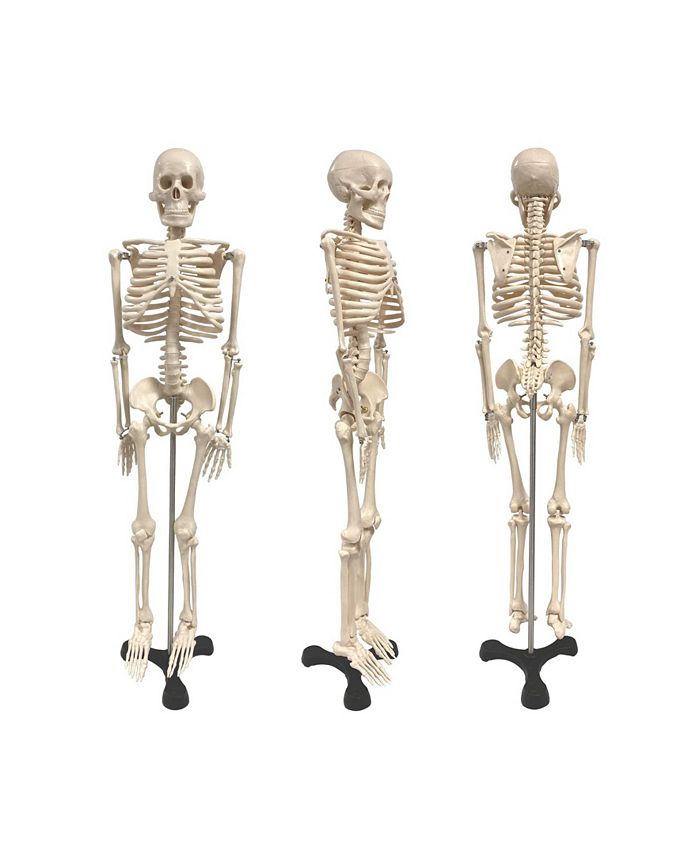Supertek Human Skeleton Model with Key, 19.5" - Macy's