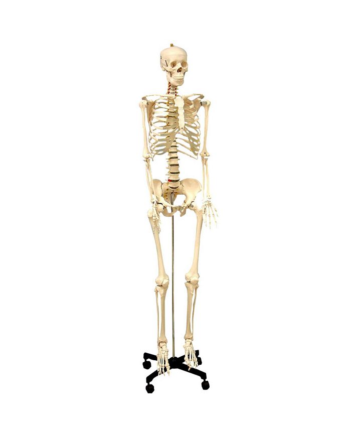 Supertek Life Size Human Skeleton Model with Key, Rod Mount - Macy's