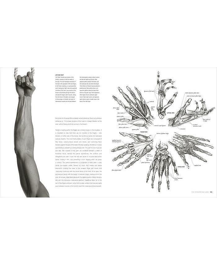 Barnes & Noble Anatomy for the Artist by Sarah Simblet - Macy's