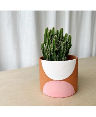 Lorenzo Cactus Kit - Anza - Macy's