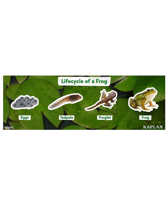 Kaplan Early Learning Life Cycle Puzzles - Set of 4 - Macy's