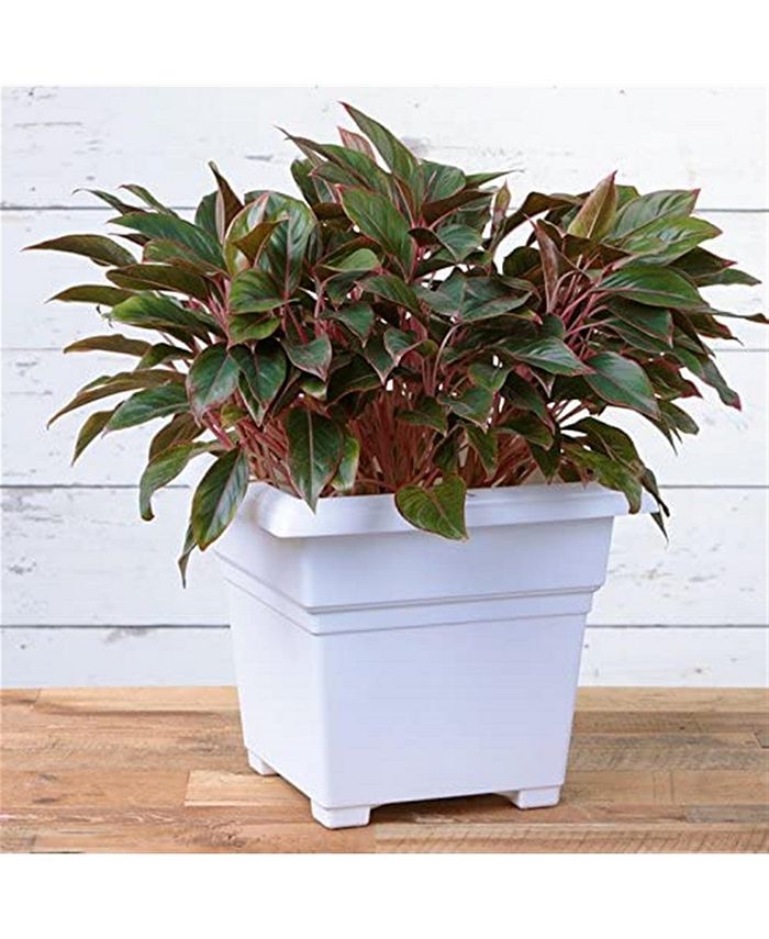 Novelty 26182 Countryside Square White Tub Planter 18 Inch - Macy's