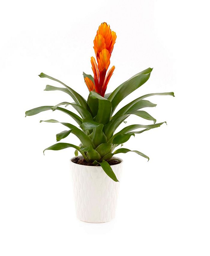 BloomsyBox Fiery Bromeliad Live Plant - Macy's