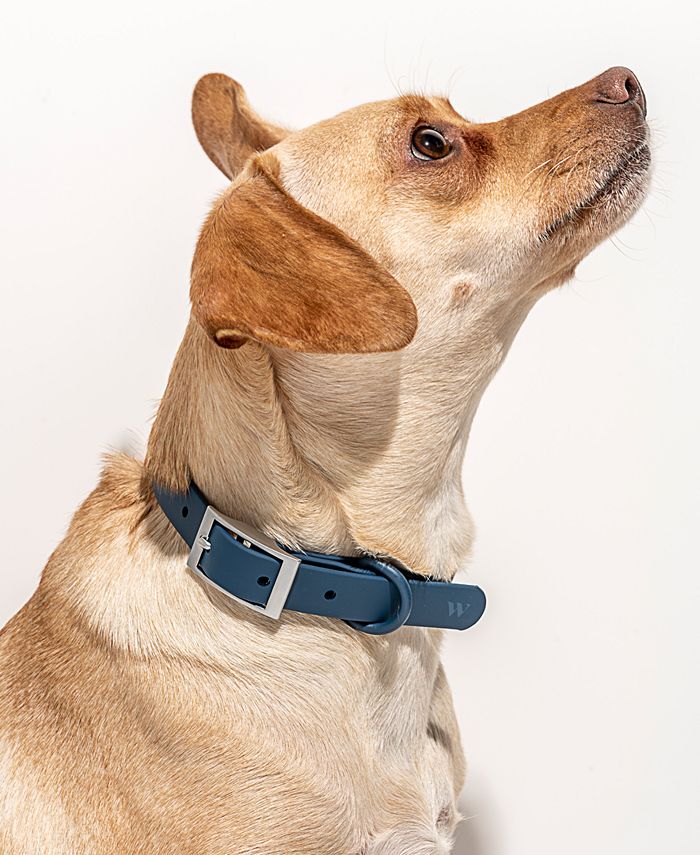 Wild One Navy Buckle Dog Collar - Macy's