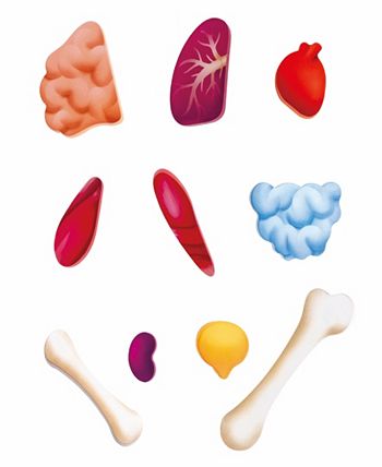 Hape Wooden Human Body Puzzle, 60 Pieces - Macy's