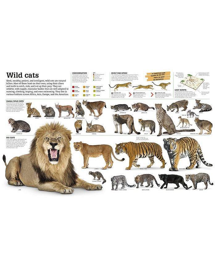 Barnes & Noble Picturepedia, Second Edition- An Encyclopedia on Every ...