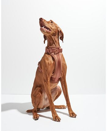 Wild One Harness for Dogs - Macy's